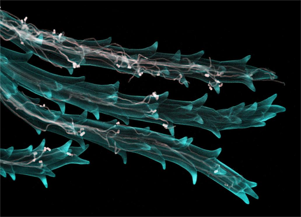 10 fotos incríveis revelam estruturas microscópicas de plantas e ...