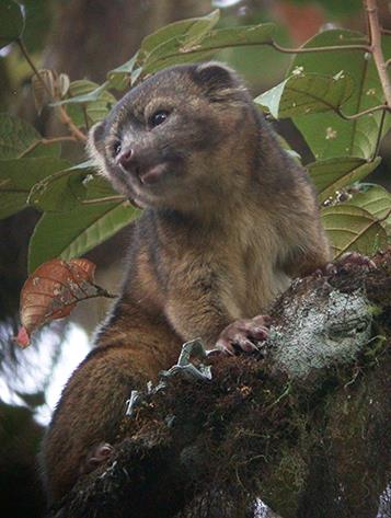 Nova espécie de mamífero carnívoro é descoberta - Mega Curioso