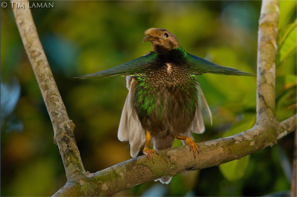 Aves-do-paraíso: conheça algumas das criaturas mais exóticas do planeta ...