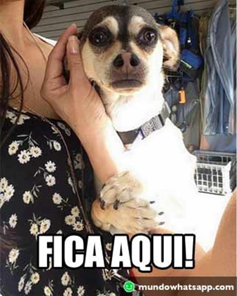 35 Memes Para Você Usar No Whatsapp Em Diversas Situações Tecmundo