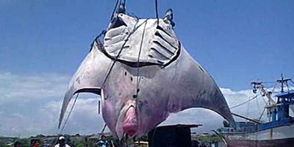 Pescadores encontram arraia-jamanta gigante na costa do Peru - Mega Curioso