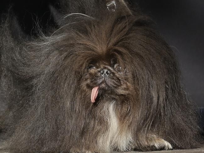 Conheça Zsa Zsa, o cachorro mais feio do mundo em 2018 - Mega Curioso