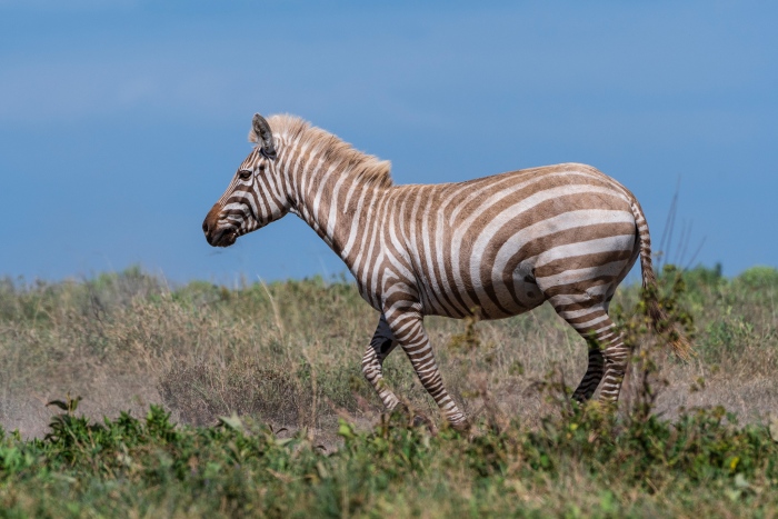 Raríssima zebra albina é flagrada pela primeira vez na natureza - Mega ...