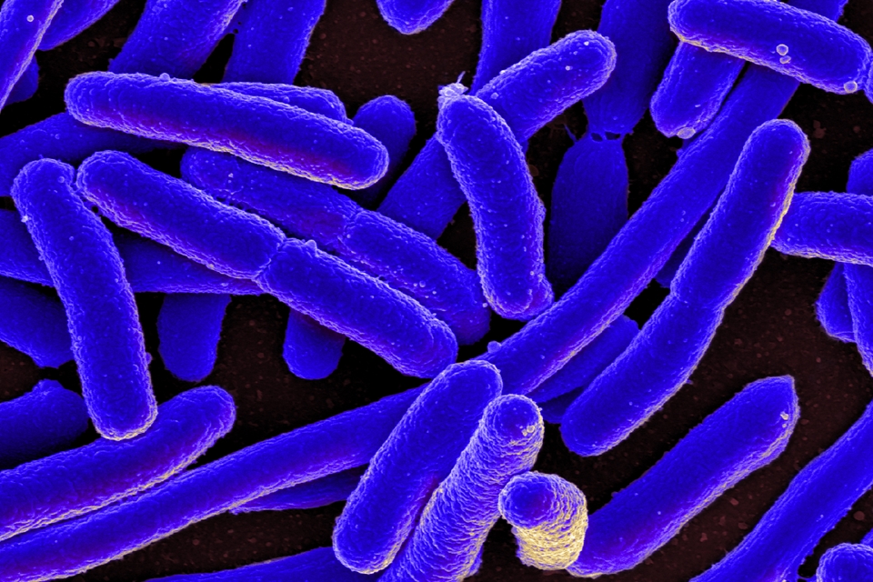 Cientistas substituem DNA de bactéria e criam vida sintética - TecMundo