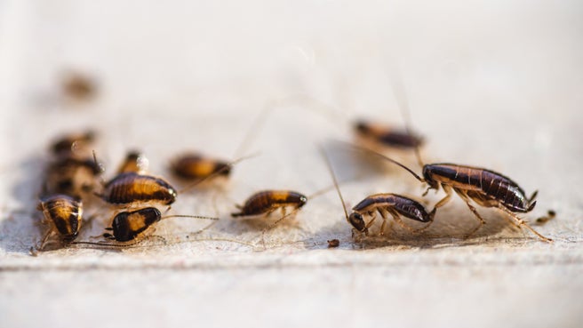 Baratas estão cada vez mais impossíveis de matar - Mega Curioso
