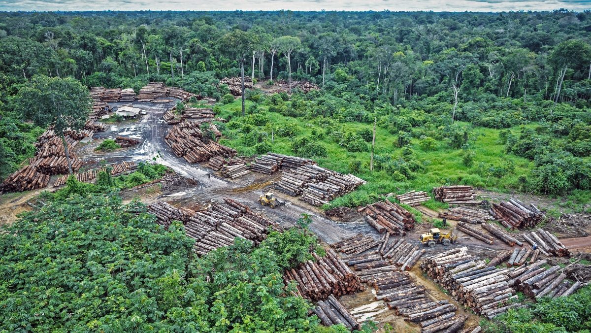 Como a exploração da Floresta Amazônia pode ajudar a protegê-la? - Mega ...