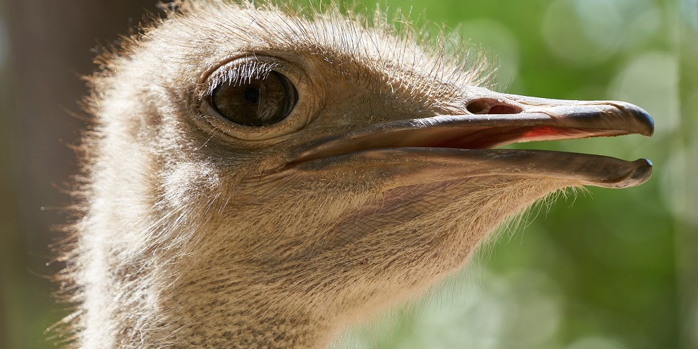 10 aves incríveis e assustadoras que você tem que conhecer - Mega Curioso