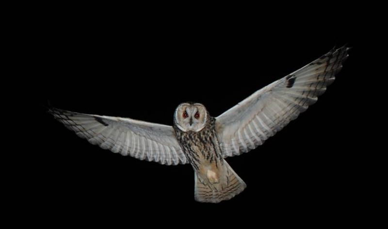 12 incríveis fotos de animais noturnos que não se vê facilmente - Mega ...