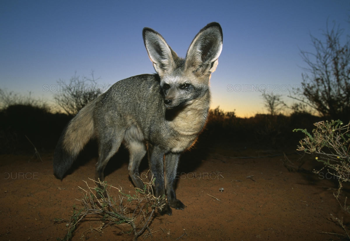 12 incríveis fotos de animais noturnos que não se vê facilmente - Mega ...