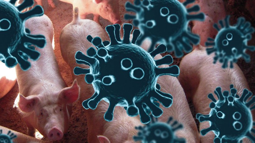 IA revela quais animais poderiam hospedar novos coronavírus - TecMundo