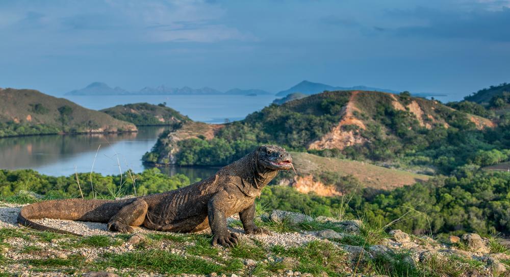 O Dragão-de-Komodo é perigoso? Veja o que os cientistas dizem - TecMundo